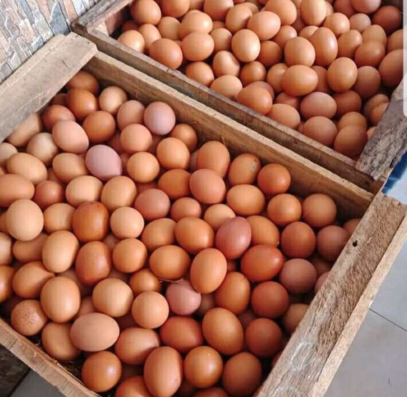 Pemerintah Intervensi Stabilkan Harga Telur - JCCNetwork.id
